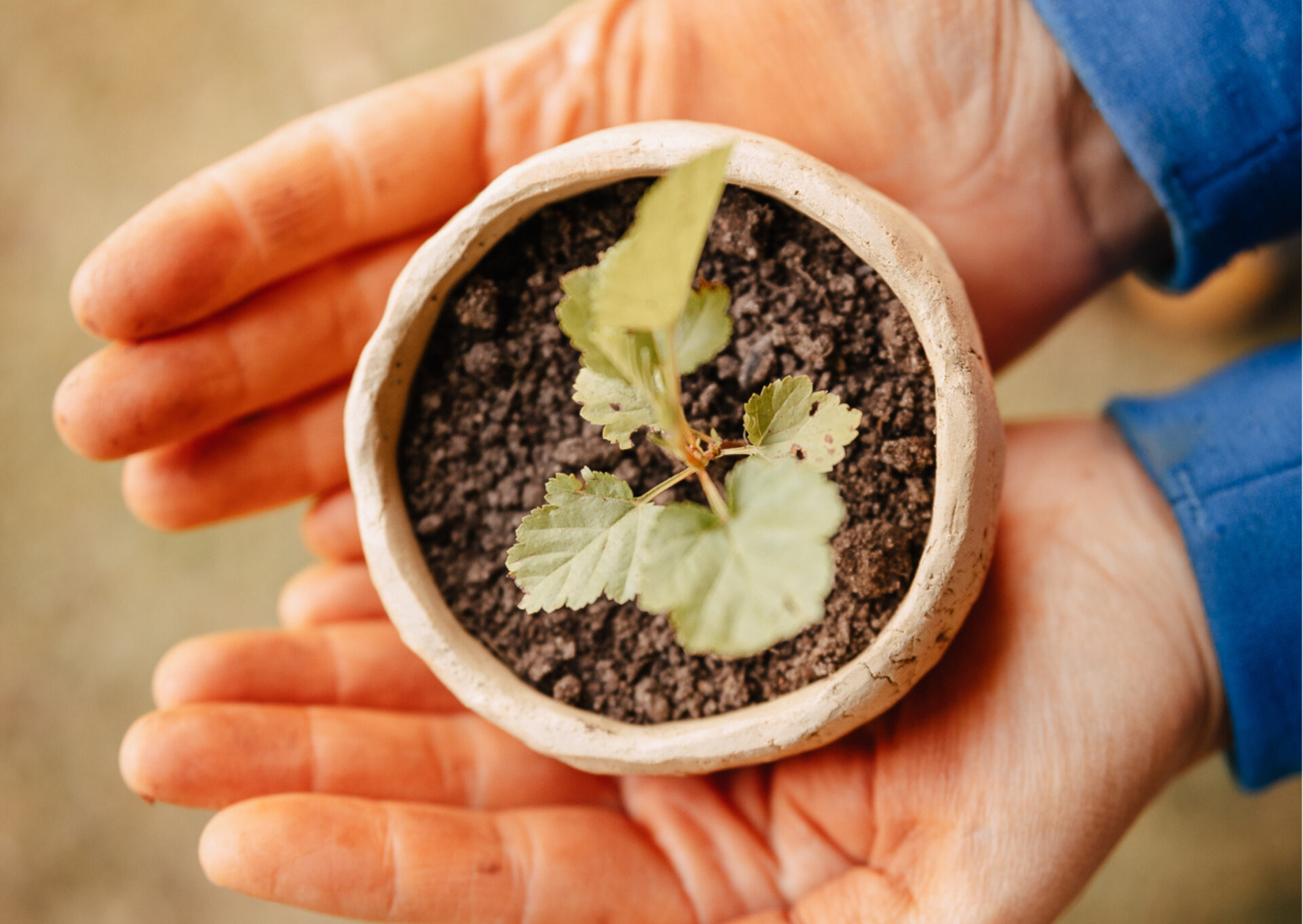 Keramikas meistarklase – trauks dīgstu audzēšanai - Visit Valmiera
