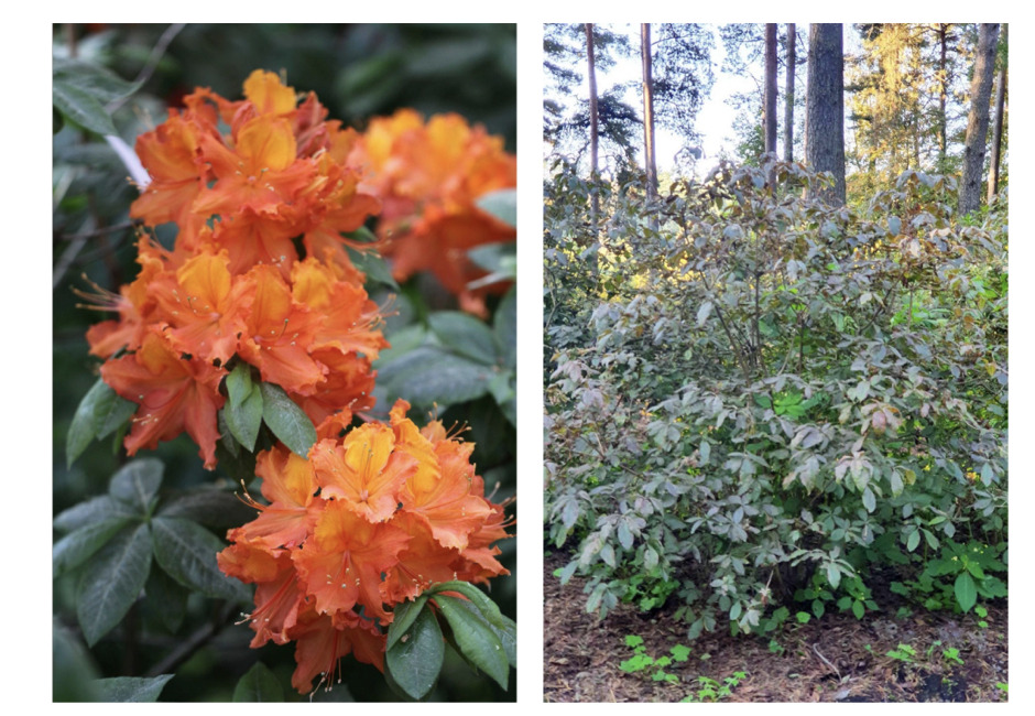 Dziesmu un Deju svētku rododendra stādīšana Vecpuišu parkā - Visit Valmiera